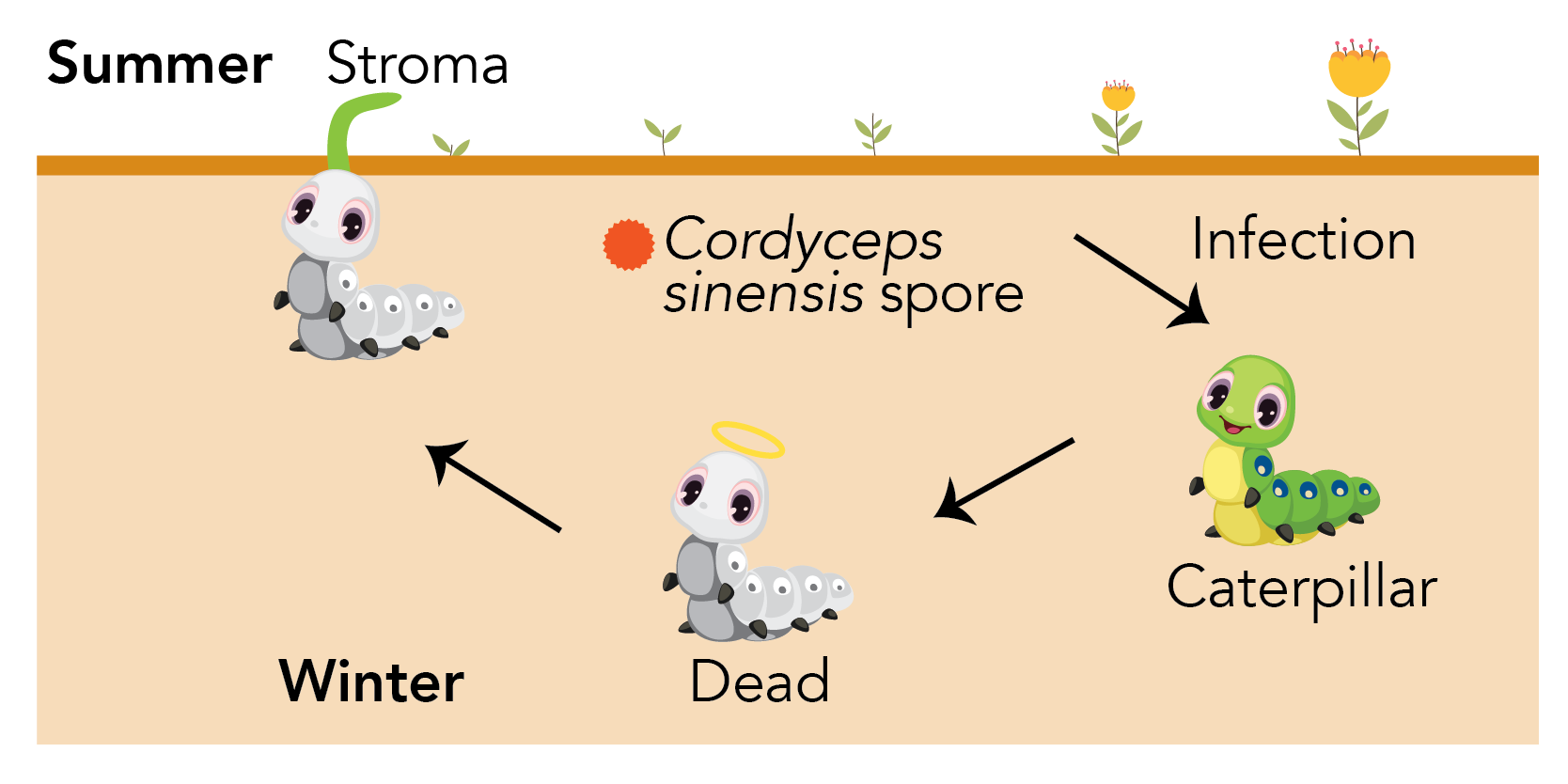Cordyceps: The Ancient Tonifying Herb - VitaHealth
